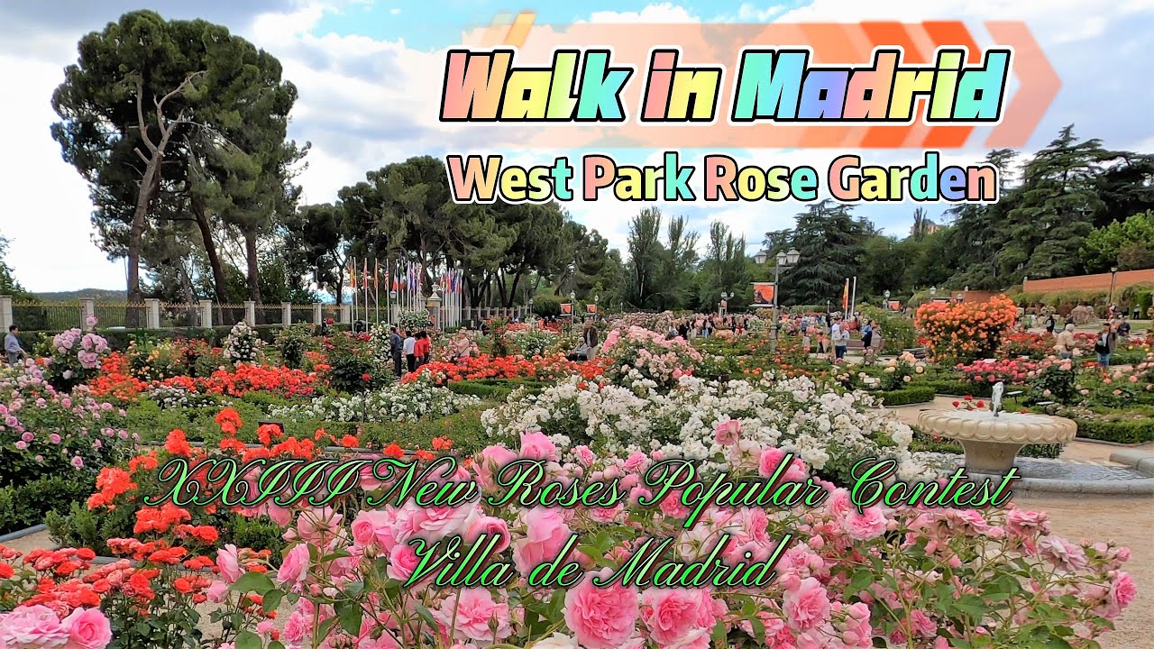 Madrid|Rose Garden|West Park|Rose|Roses Popular Contest|Concurso ...