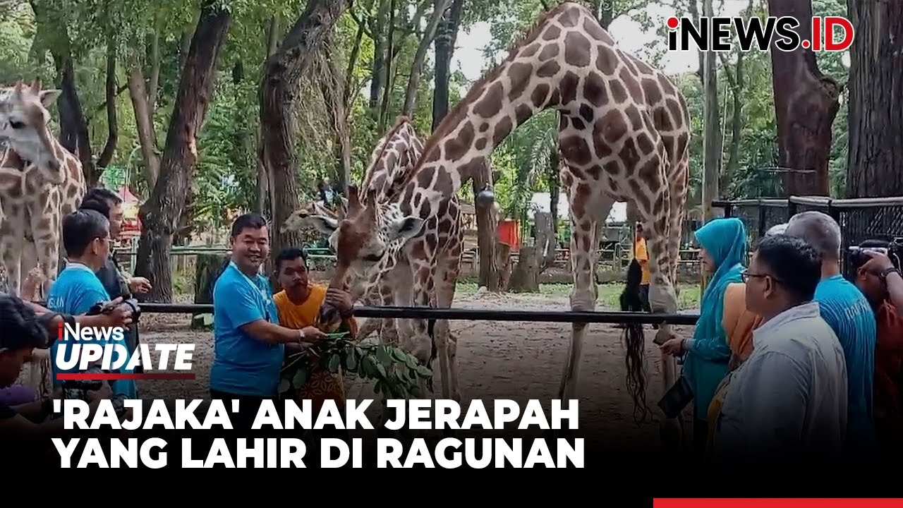 Pj Gubernur Teguh Beri Nama Anak Jerapah 'Rajaka' yang Lahir di Ragunan ...