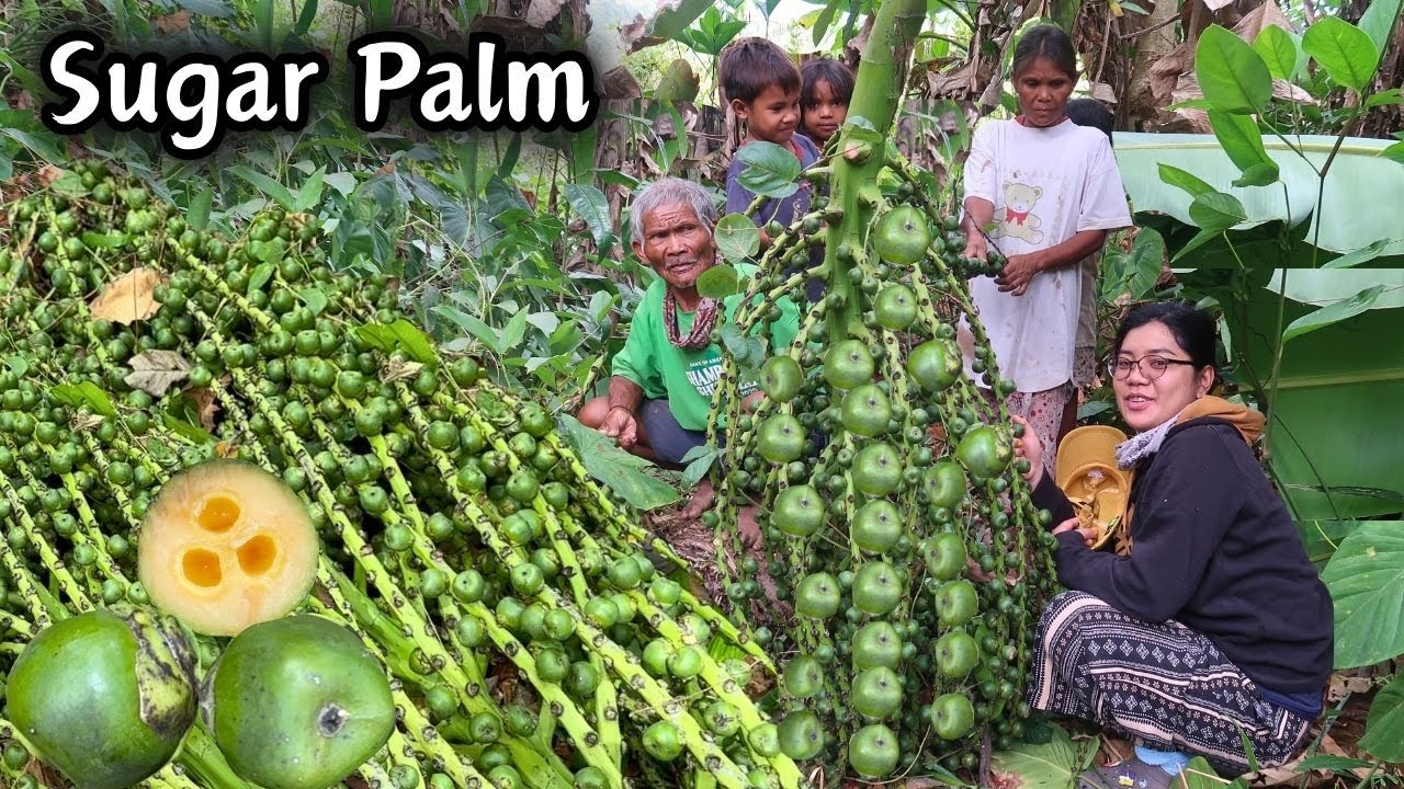 First Harvest ng Kaong o Sugar Palm Fruit at ganito pala sya kapag ...