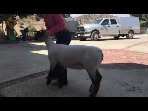Sarah Coker (2063) Intermediate showmanship - YouTube
