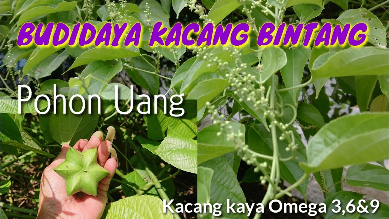 Kacang Bintang, Kacang Amazon, Kacang Sacha Inchi, Budidaya Kacang ...