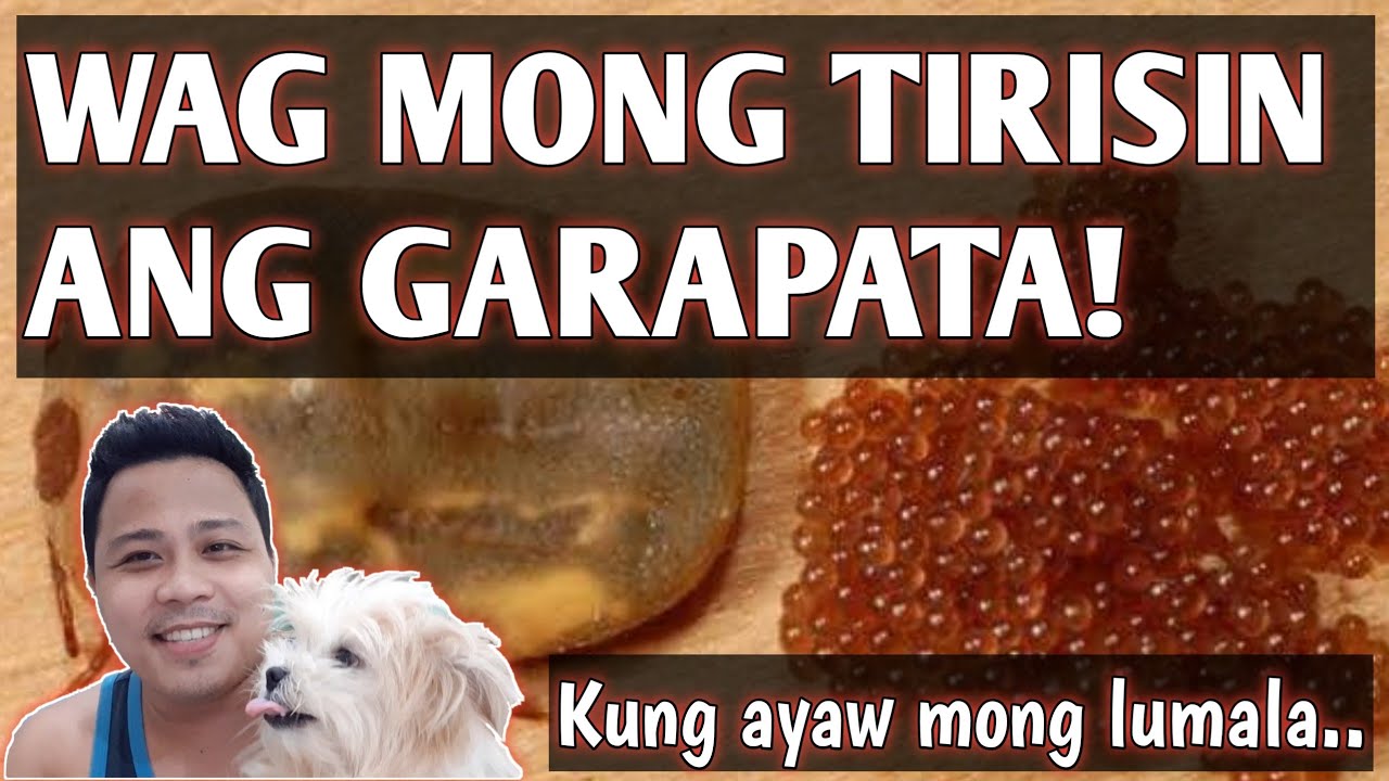HUWAG TIRISIN ANG GARAPATA NG ASO..DELIKADO! - YouTube