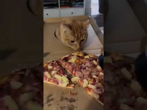 My cat is so hungry #cat #dog #pwt #cats #catvideos  #catshorts #catlovers