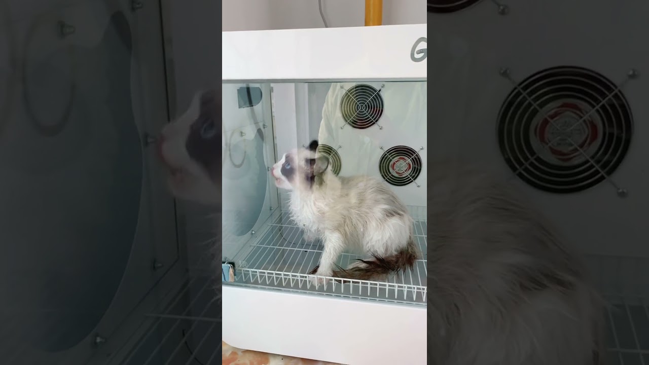 Real life cats I Lovely Cat Cute Cute I Funny Cats Videos #short #52 ...