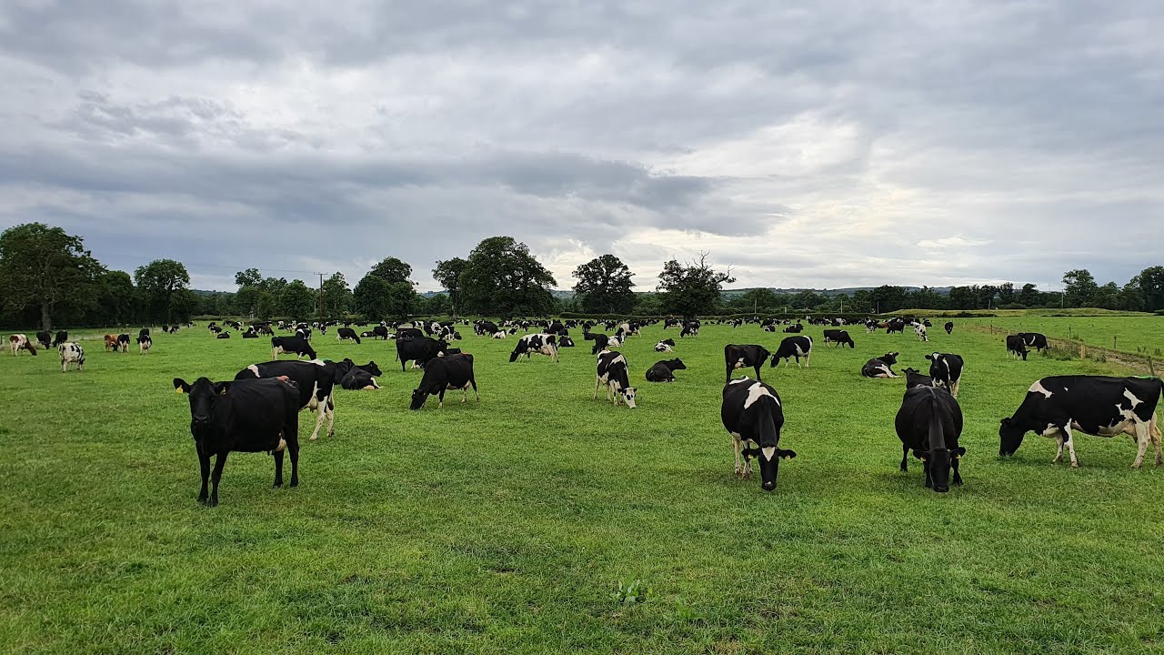 Day in the Life / July / 400 Cow Grass-Based Dairy Farm in Ireland ...
