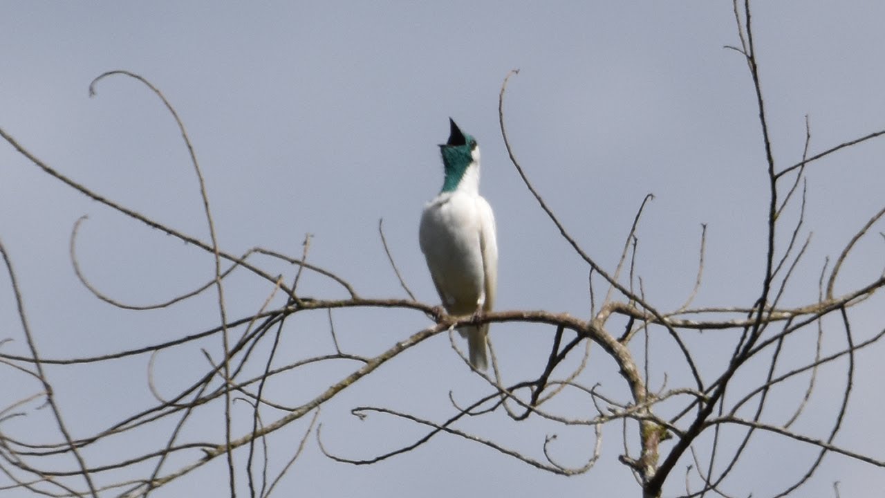Canto da araponga (Procnias nudicollis) - YouTube