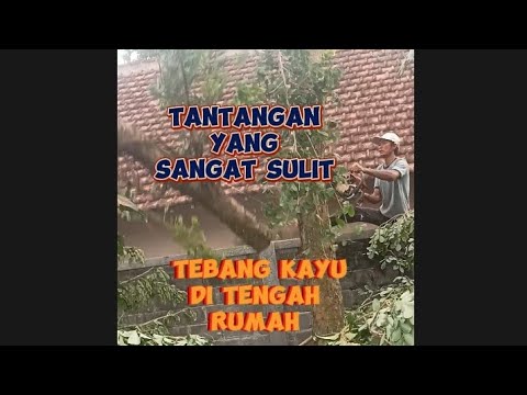 momen berbahaya tebang kayu di apit rumah - YouTube