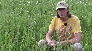 clover management in the spring
