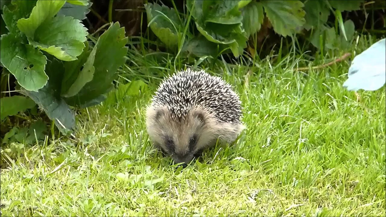 Jong egeltje zoekt eten - YouTube