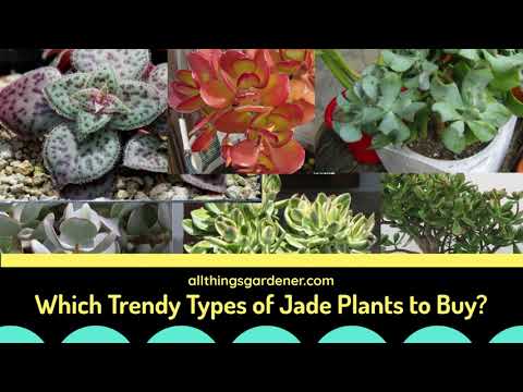 Which Trendy Types of Jade Plants to Buy?  Start your Jade Plants Collection Now !