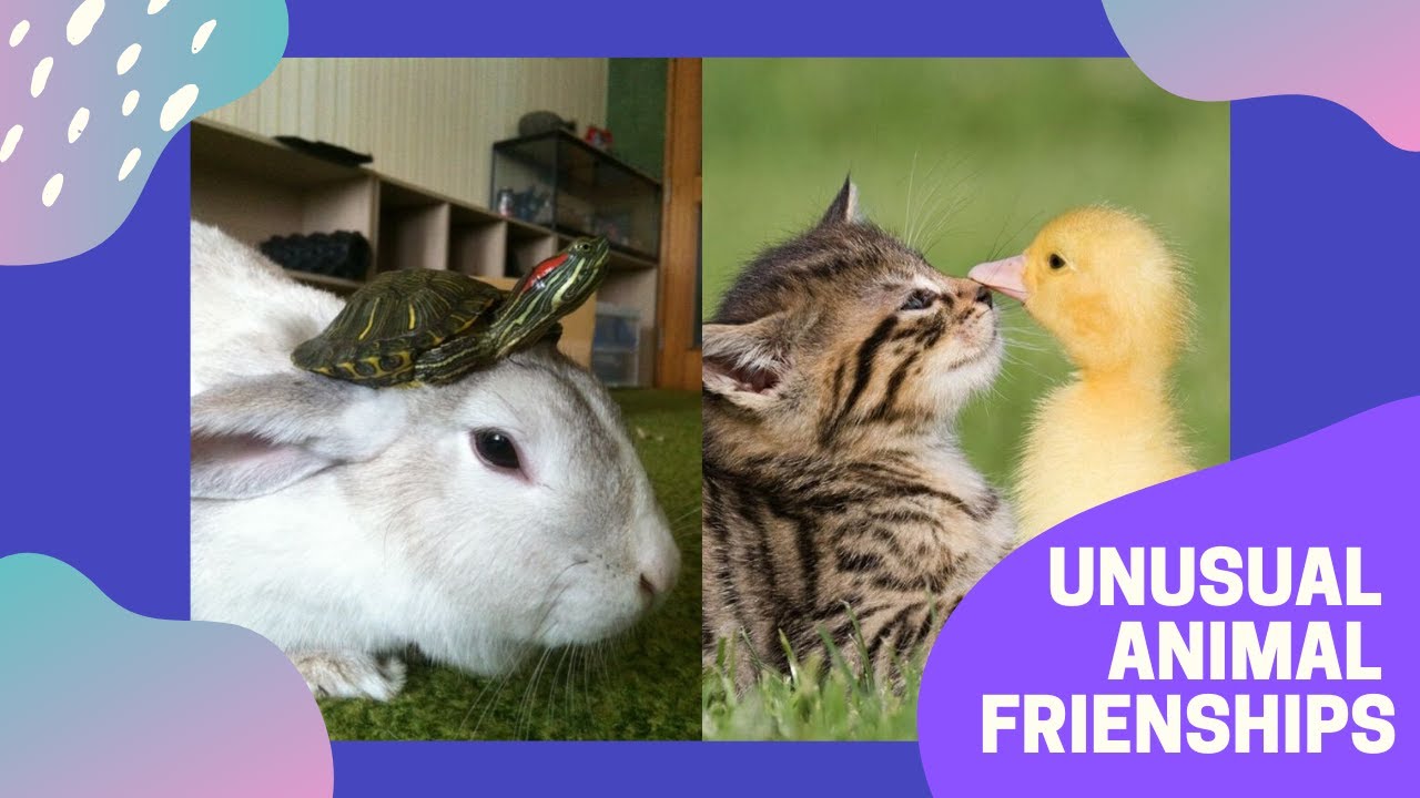 Unusual animal frienships 🐷🐶🐥 Cute animals with their unexpected ...