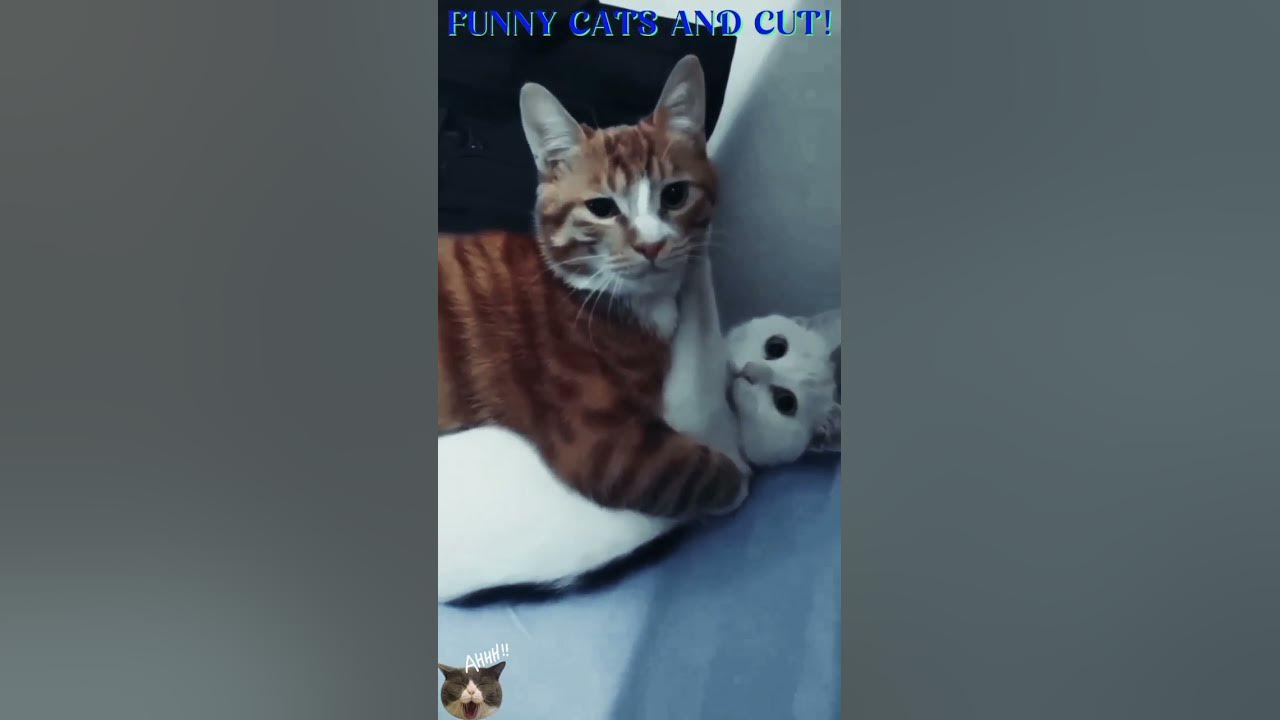 Shorts Funny Cats And Cute🤣🤣🤣🐈funny Catsfunnycatscute Cats