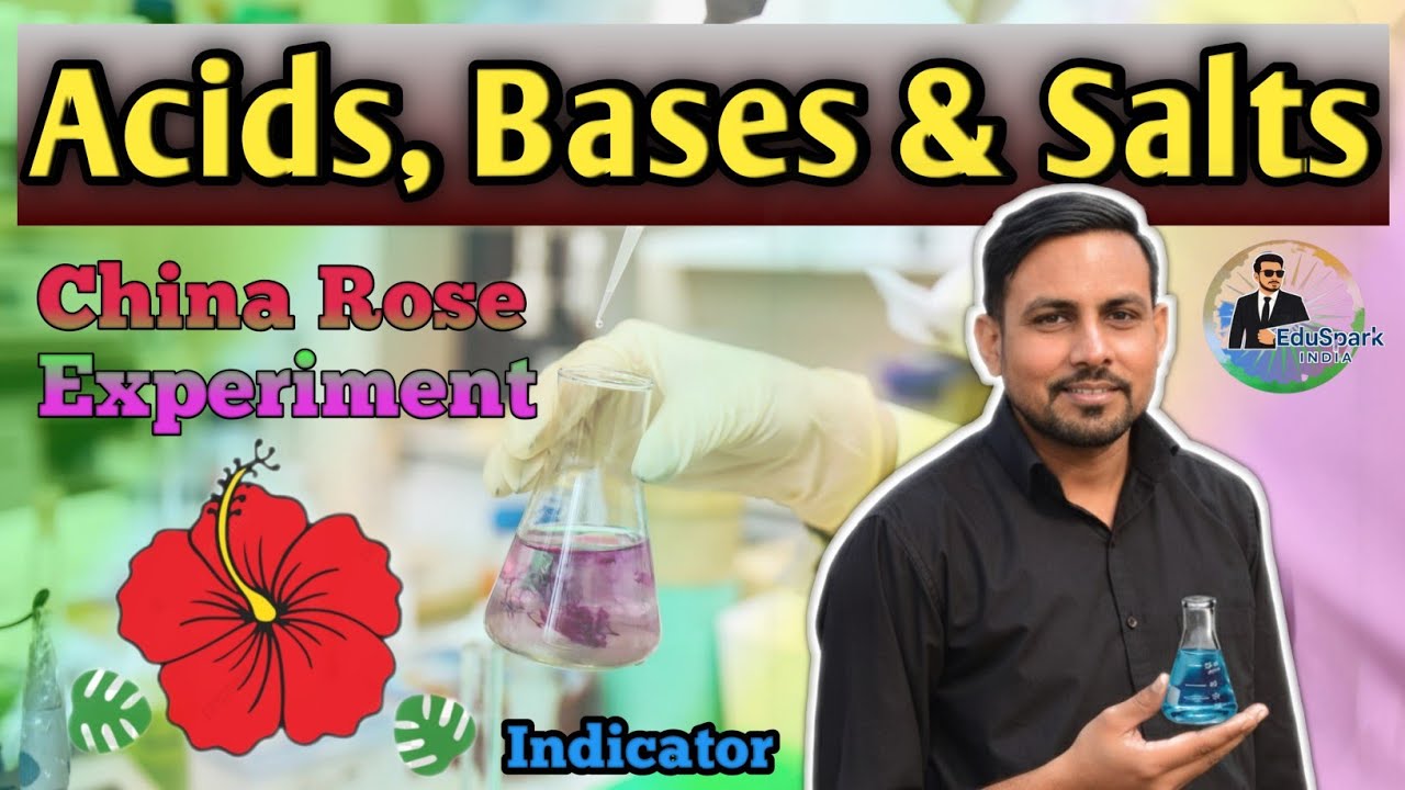 Acids Bases and Salts 🔥| China Rose Experiment 🌺| Indicator | Class 7th ...