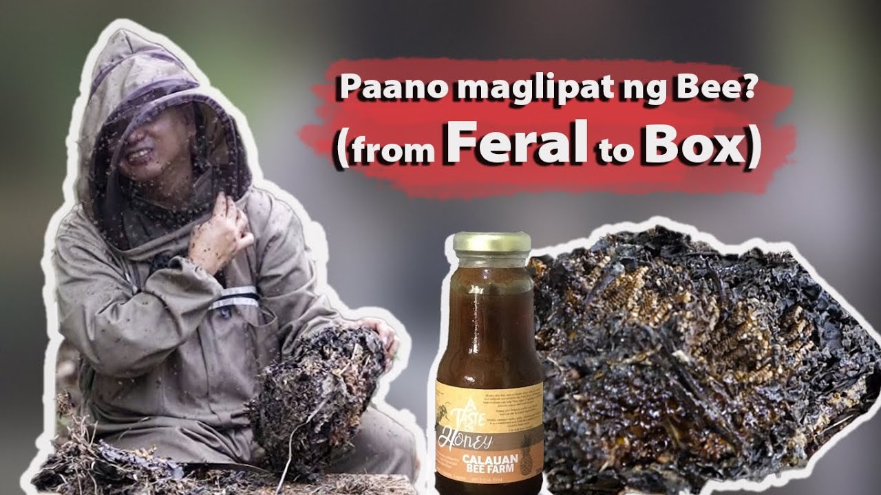 Paano maglipat ng wild bee to new box? How to transfer Feral bee into a ...