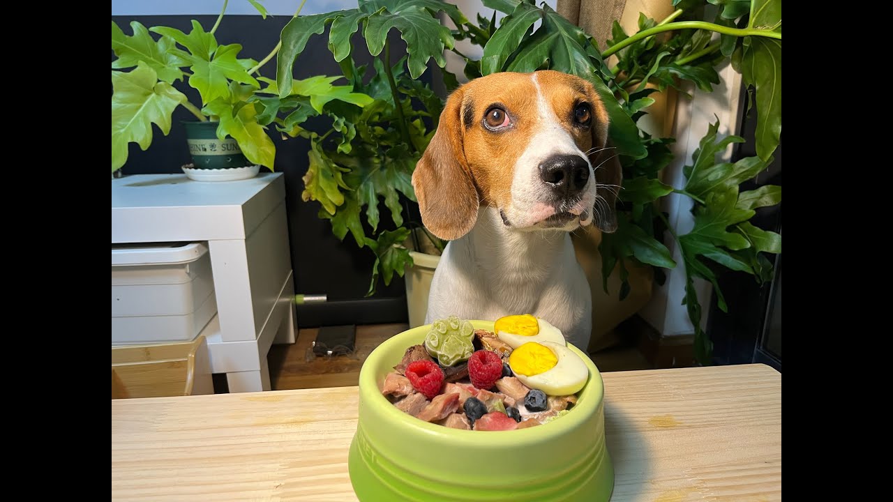 cute beagle eat delicious food.| 今天吃熟的 - YouTube