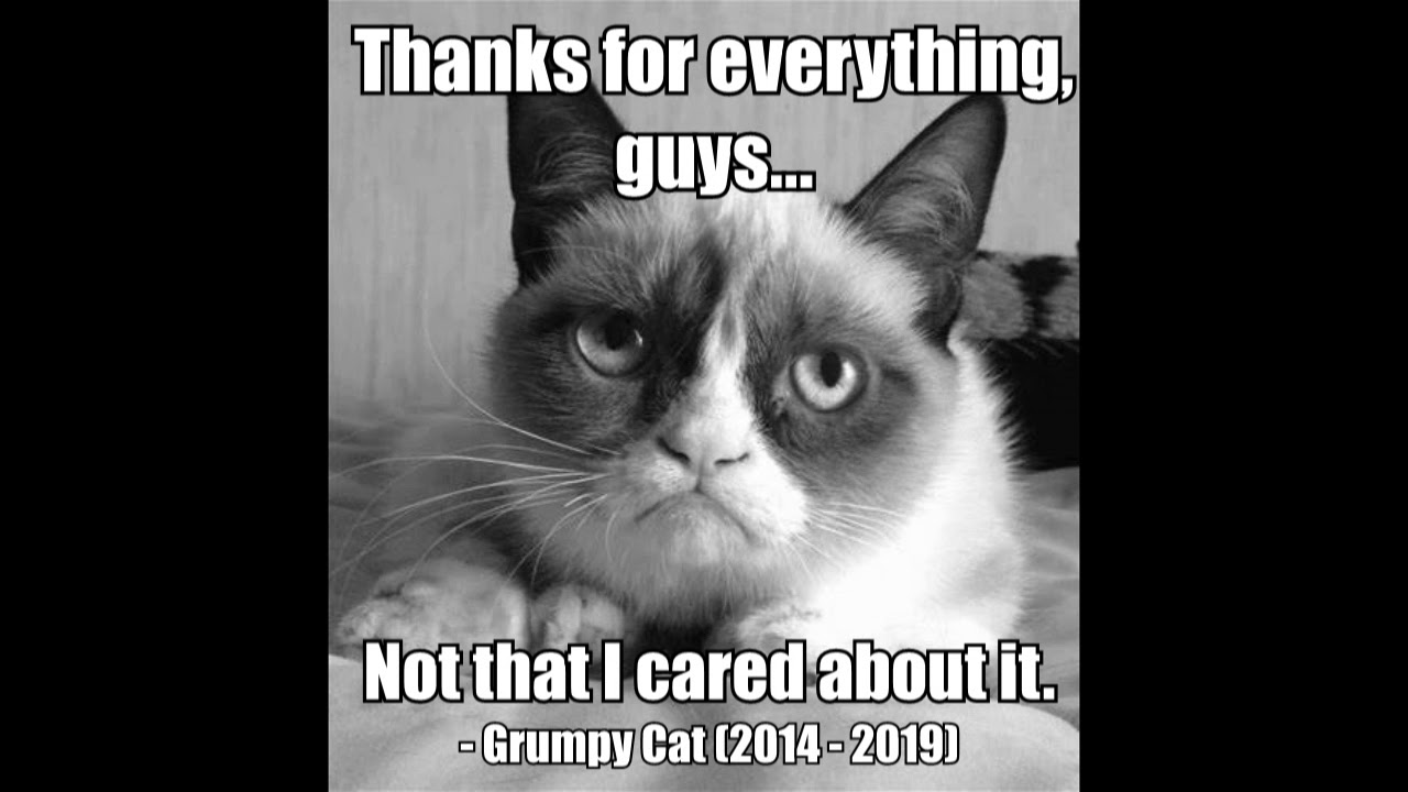 Grumpy Cat Tribute on [adult swim] (May 14, 2019 / RARE) - YouTube