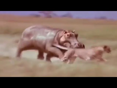 Lion Attack Hippo to Free Cheetah - Big Battle of Leopard vs Python ...