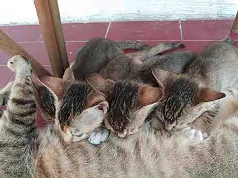 Anak kucing udah besar masih nyusui