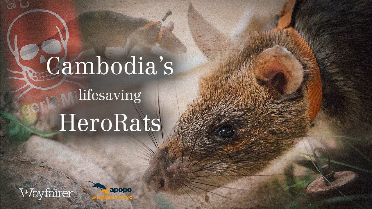 APOPO | Cambodia's Land Mine Rats | A Wayfairer Short Film - YouTube