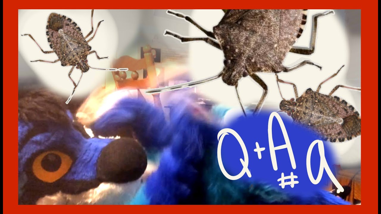 ATTACK OF THE STINKBUG!! | Furry Q&A #9 - YouTube