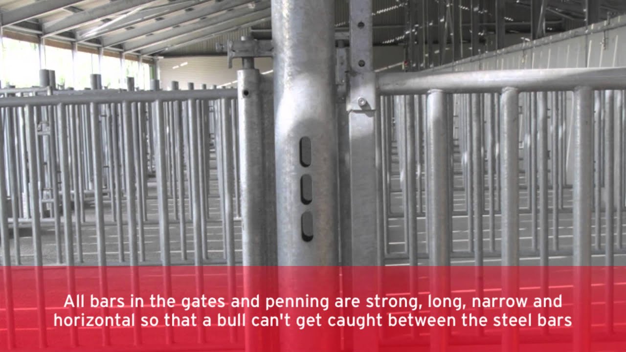 A look inside Dairygold's new €2m bull stud in Cork - YouTube