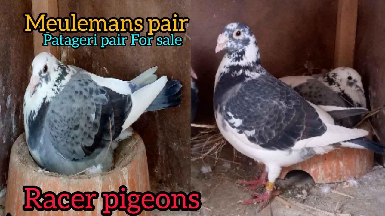Meulemans Racer pigeon | For sale Racer pigeon| Long distance pigeon ...