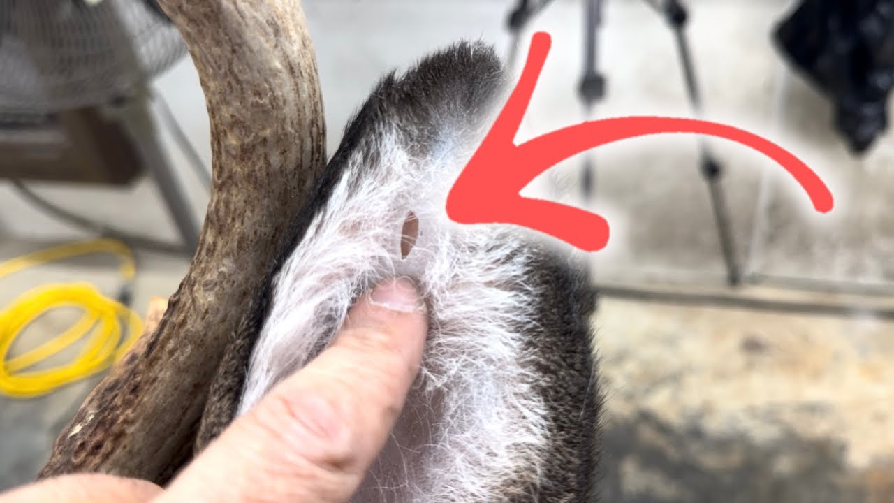 10 SECOND REPAIR for Holes in Deer Ears! - YouTube