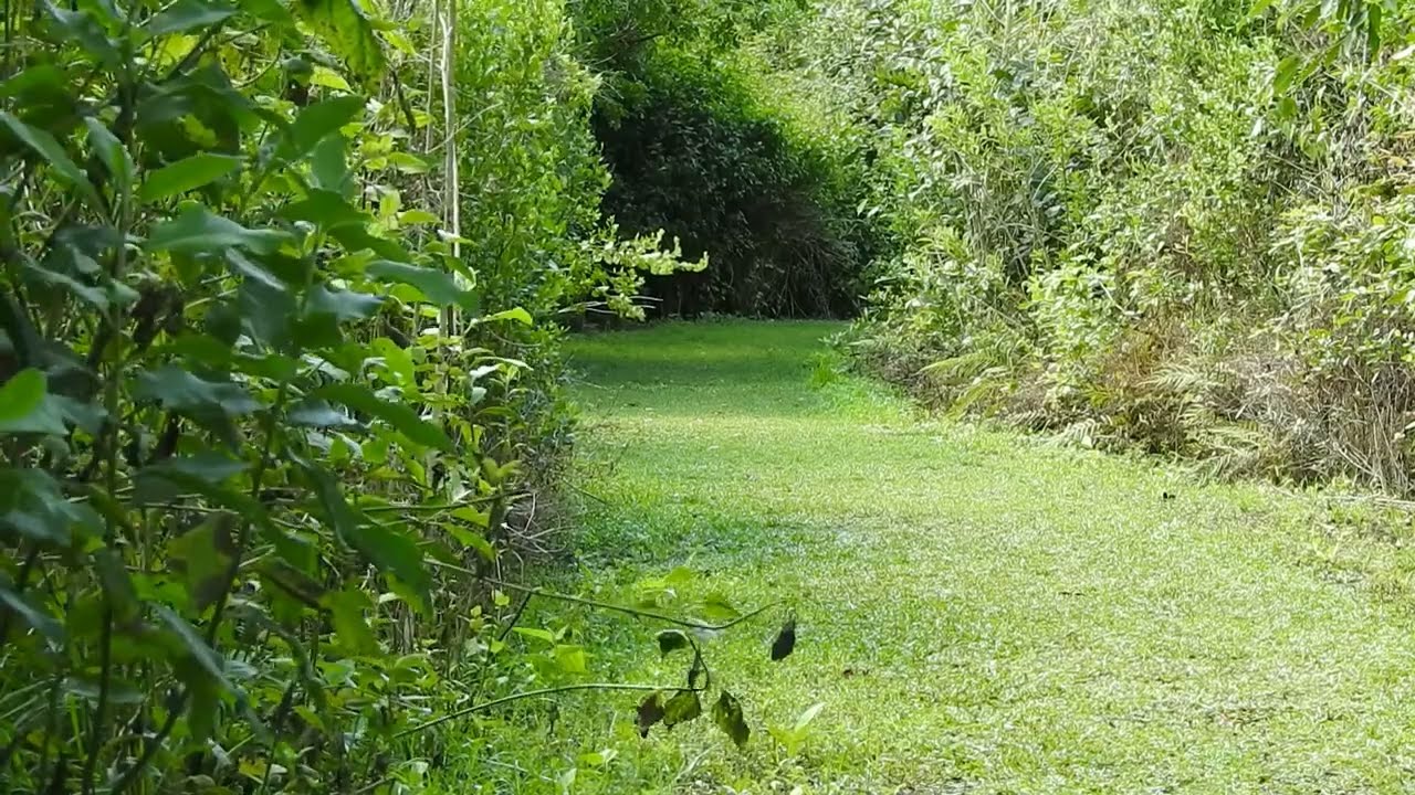 Markham Park Nature Trail - YouTube