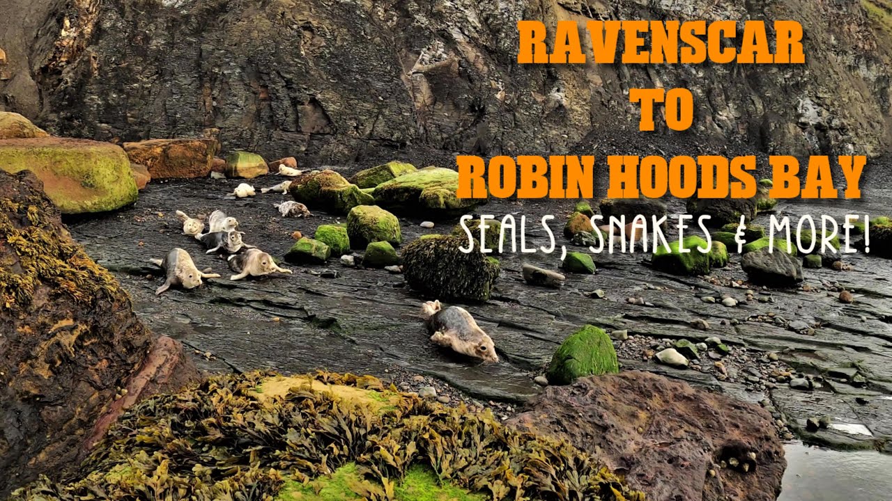 Ravenscar to Robin Hoods Bay - Snakes, Seals & More - YouTube