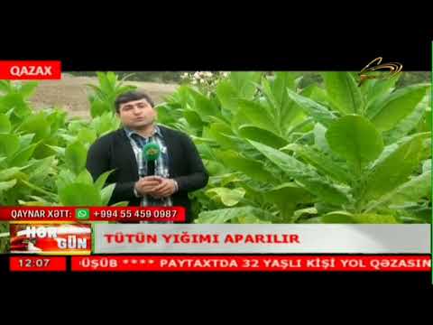 Tütün yığımı .Qazax Cəfərli