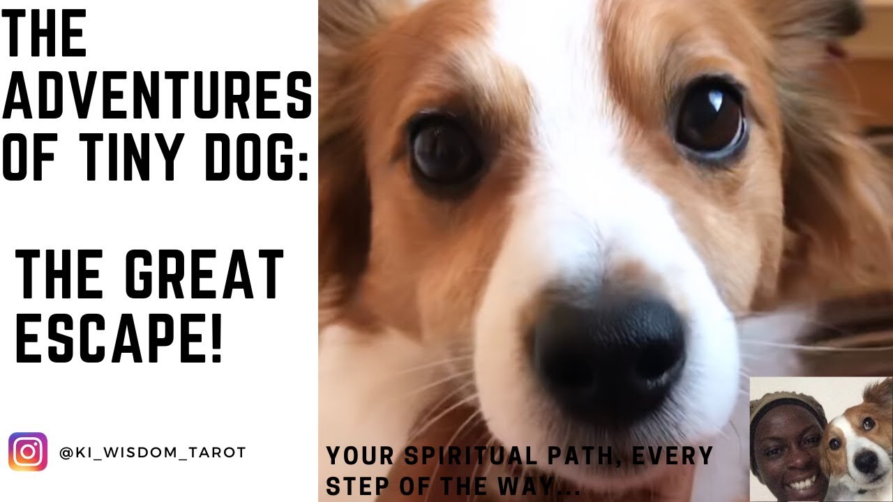 The Great Escape: Adventures of Tiny Dog - YouTube