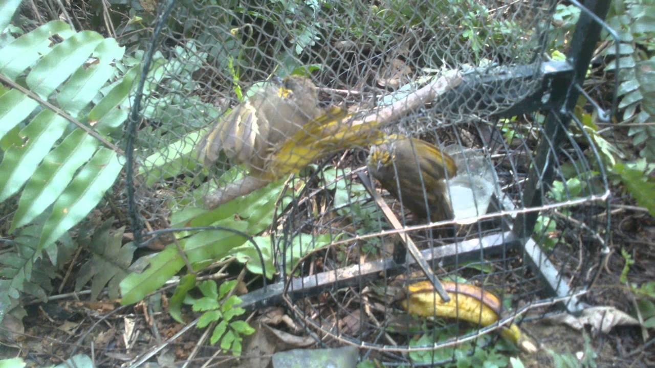 Dapat merbah kuning muda - YouTube