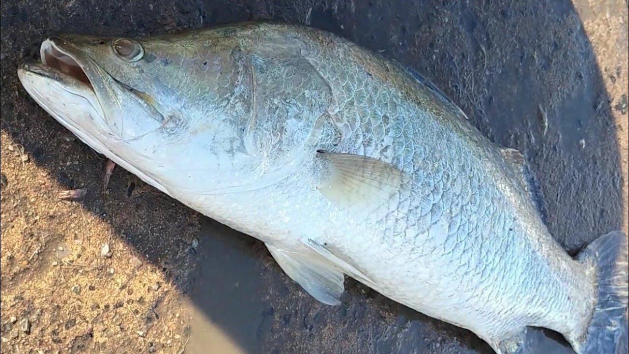 Amazing fish cutting skill | Original koduva fish cutting | big fish ...