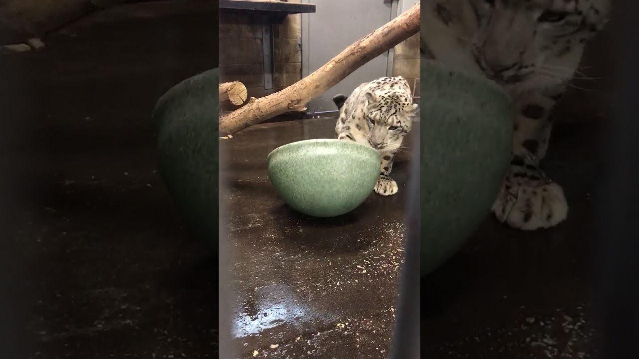 Kira, Snow Leopard Mirror Enrichment Delight - YouTube