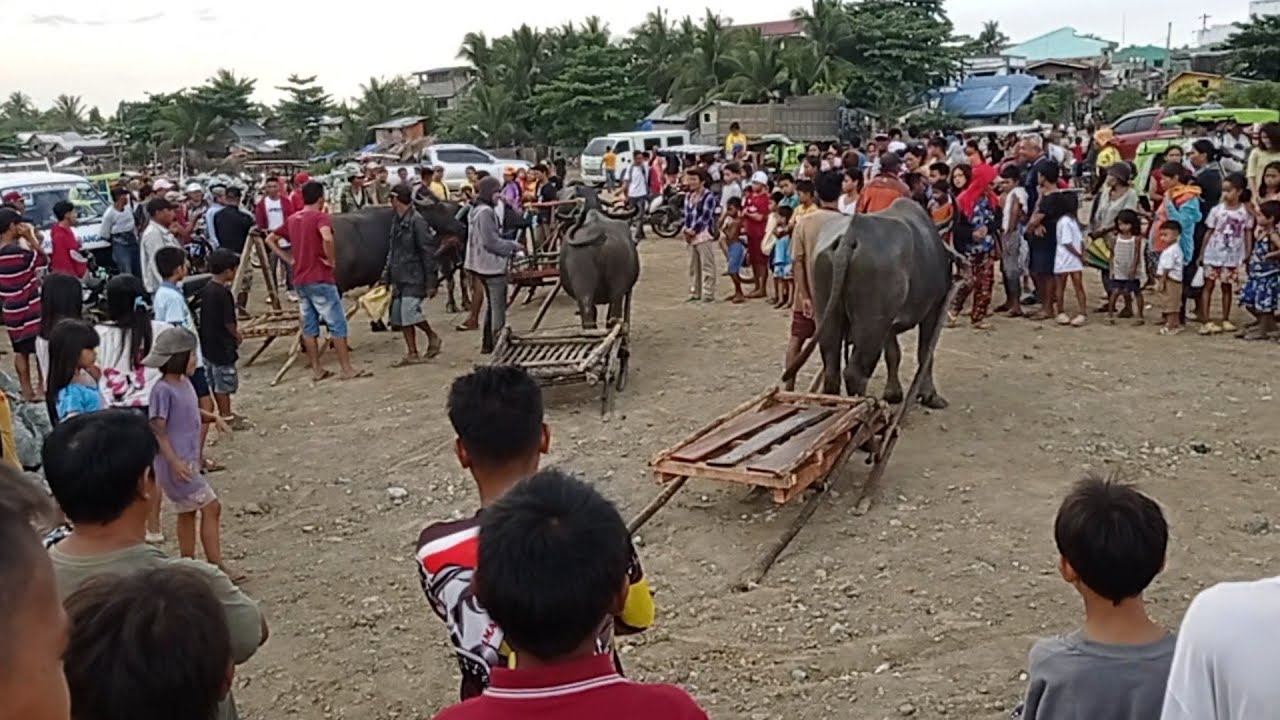 KARERA NG KALABAW NA MAY KANGGA - YouTube