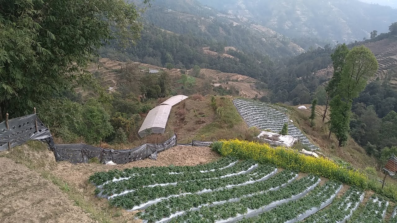 Strawberry Farming at Kakani, Nuwakot Nepal - YouTube