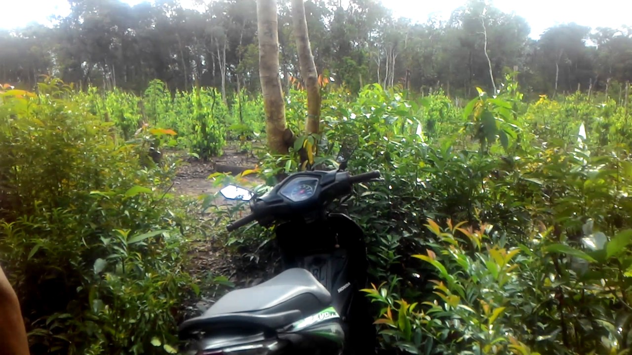 Tanaman lada yg masih kecil dan trmpat perendaman buah lada - YouTube