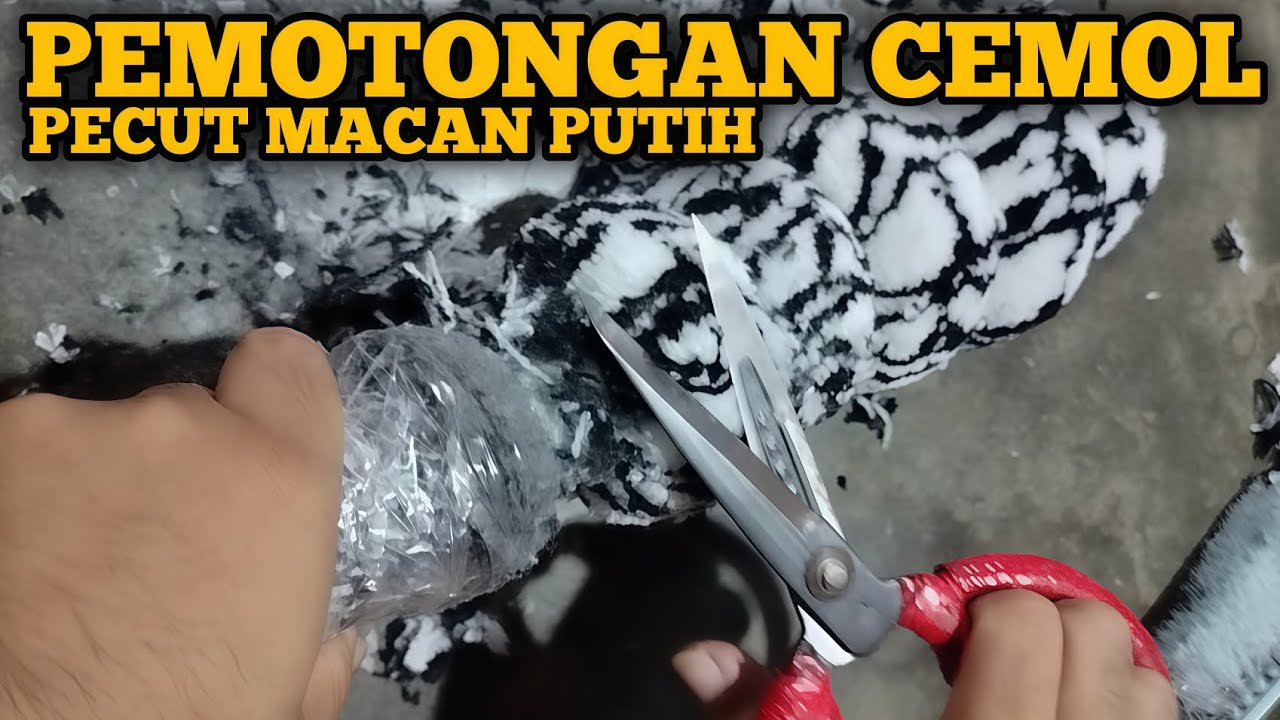 CARA MEMOTONG CEMOL/CANDI PECUT CORAK MACAN PUTIH - YouTube