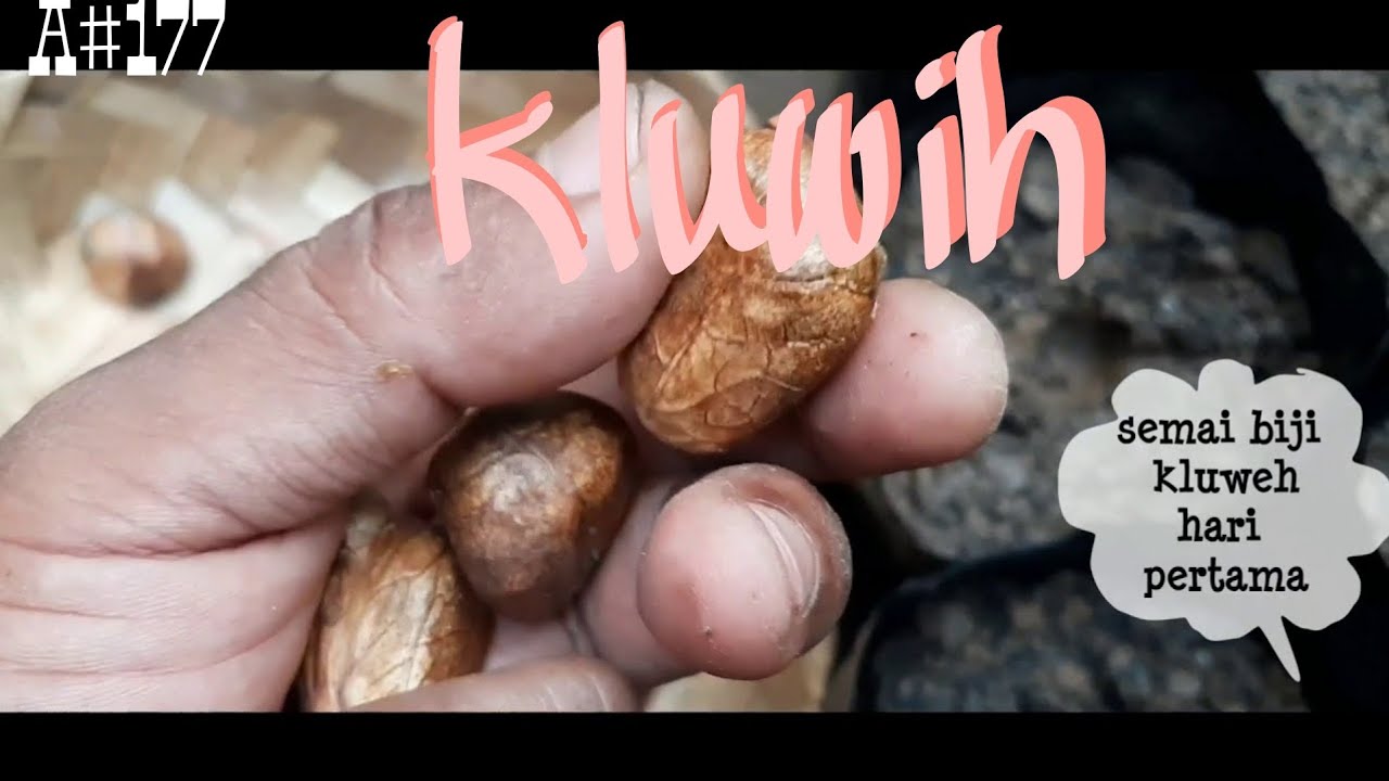 Cara menanam kluwih #Artocarpuscamansi #pohonkluwih #buahlangka #kluweh ...