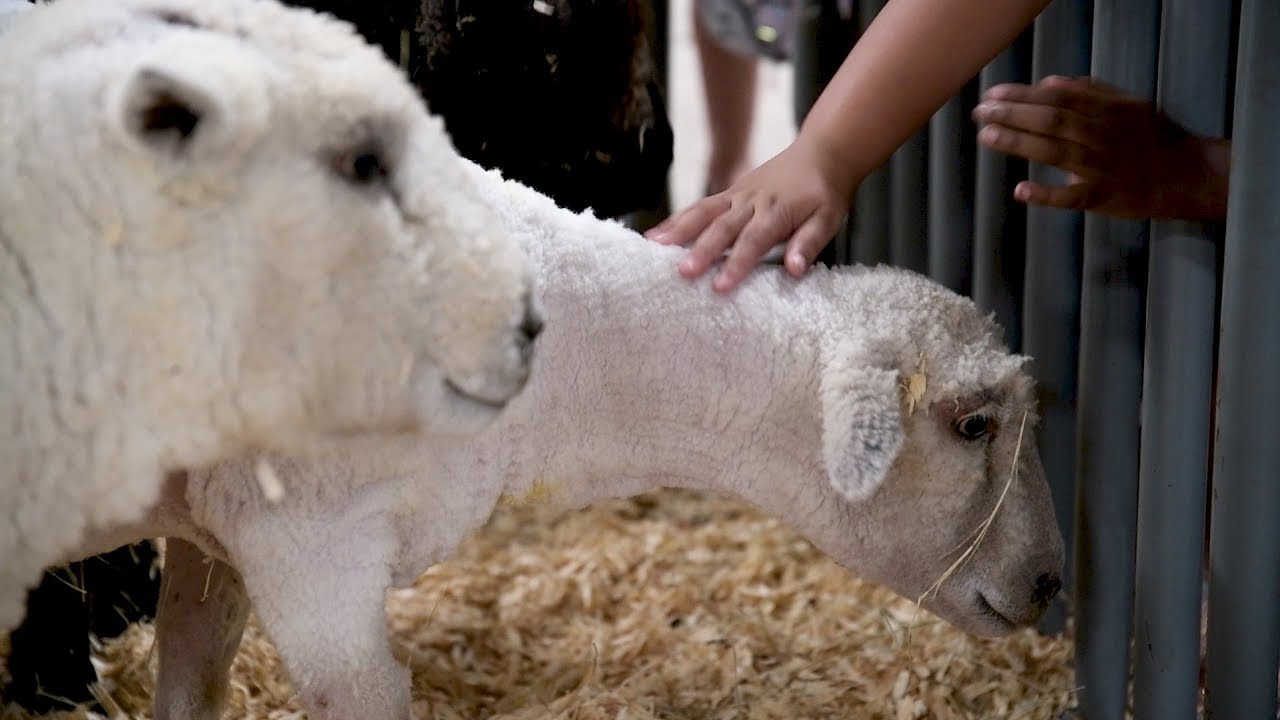 Lawton Public Schools: Almor West Students Farm Day - YouTube