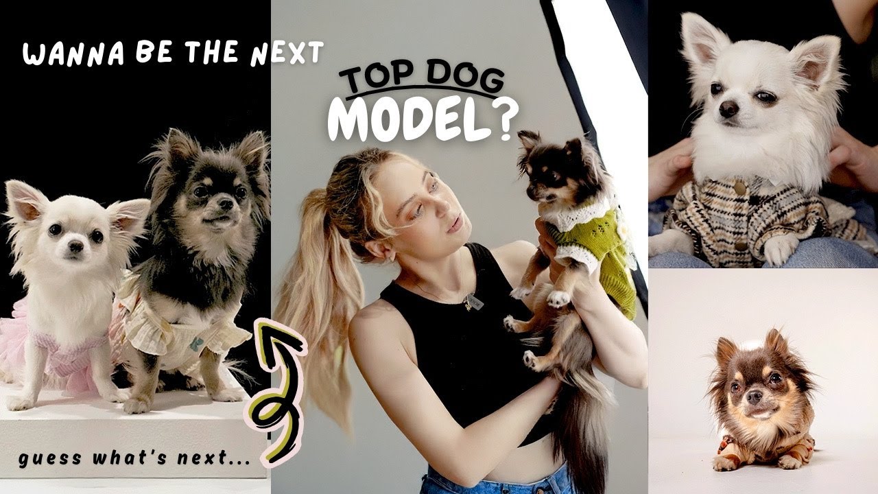 WANNA BE THE NEXT TOP DOG MODEL? - YouTube
