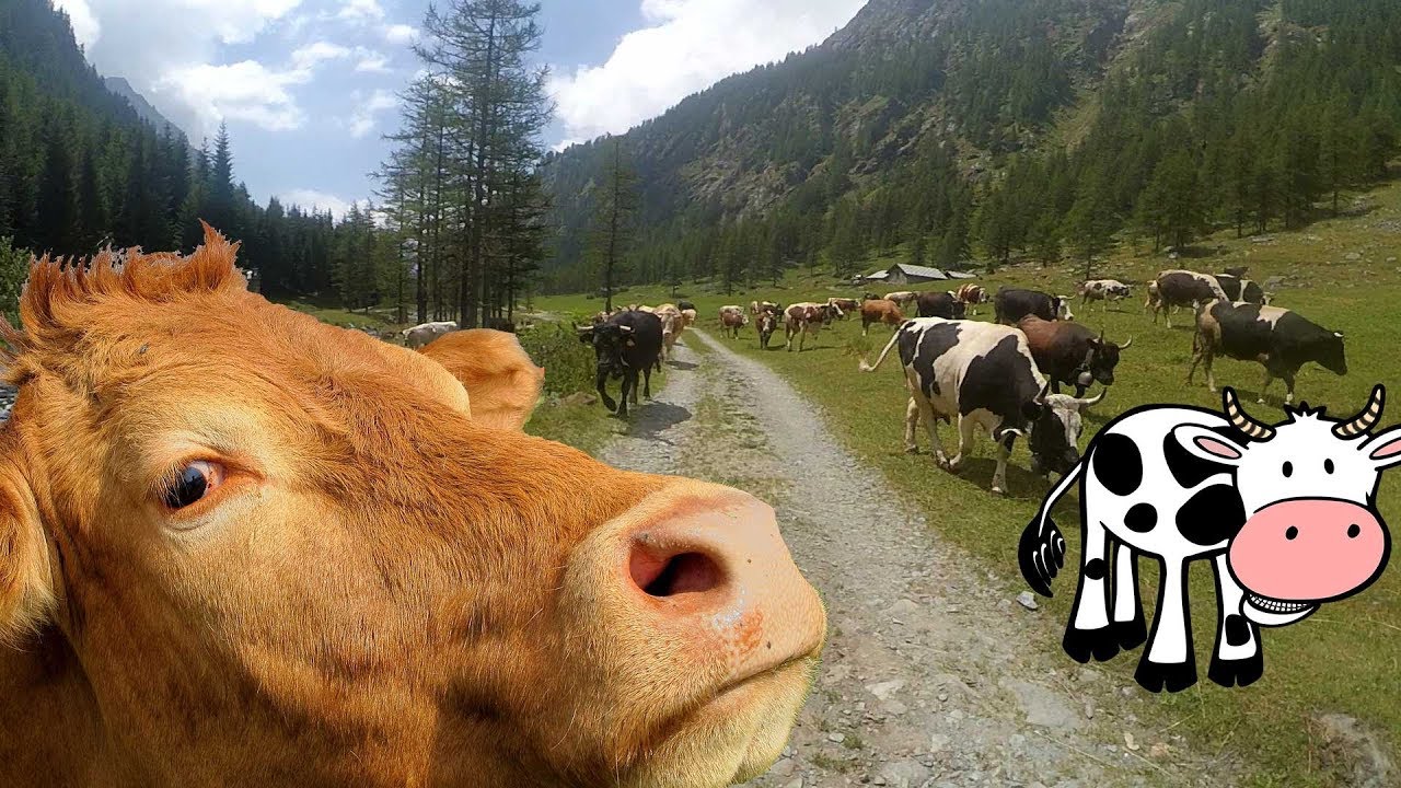 Le mucche corrono da noi!!! ATTENTI AL TORO!!! Passeggiata in malga tra ...
