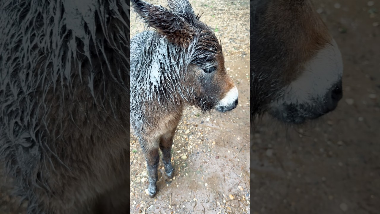 Pancake is a mess! #animals #shorts #animalshorts #cuteanimals # ...
