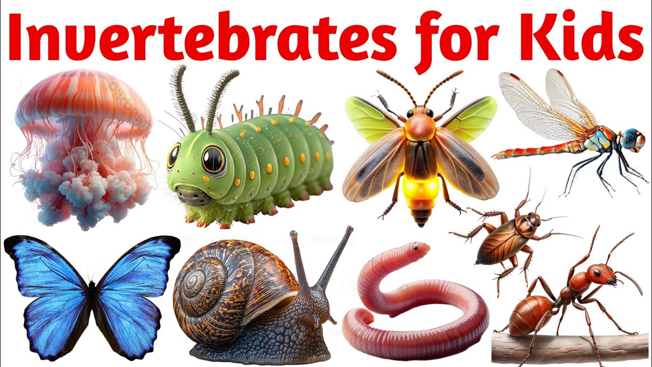 Invertebrates for Kids | Learn Invertebrates Name in English ...