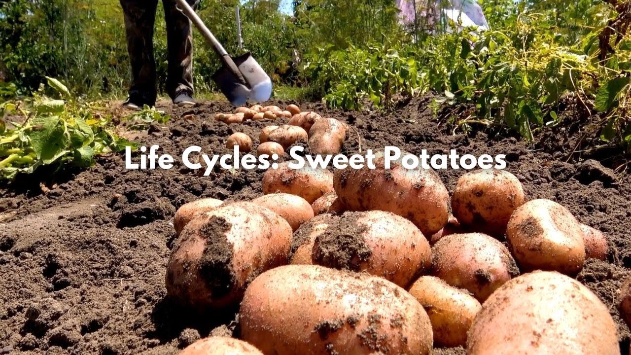 Life Cycle: Sweet Potato | EBLLC, Inc. - YouTube