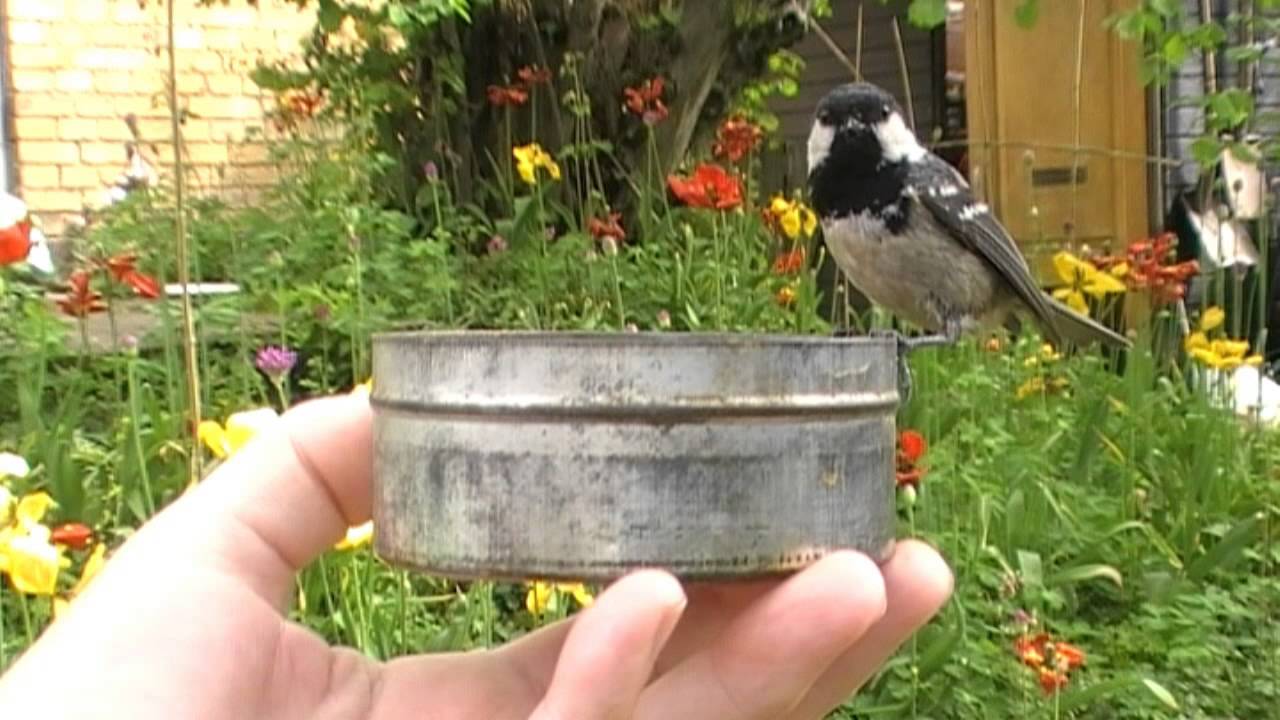 Sortmejse - Coal Tit - Periparus ater - YouTube
