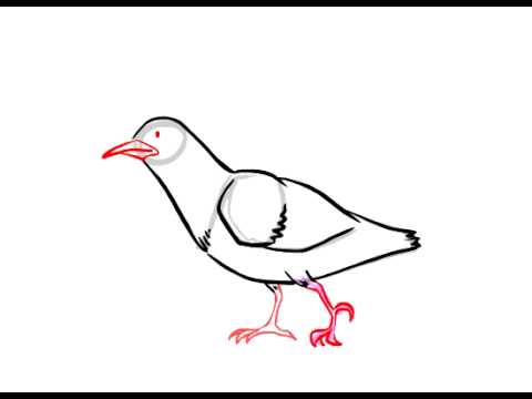 Bird walkcycle - YouTube