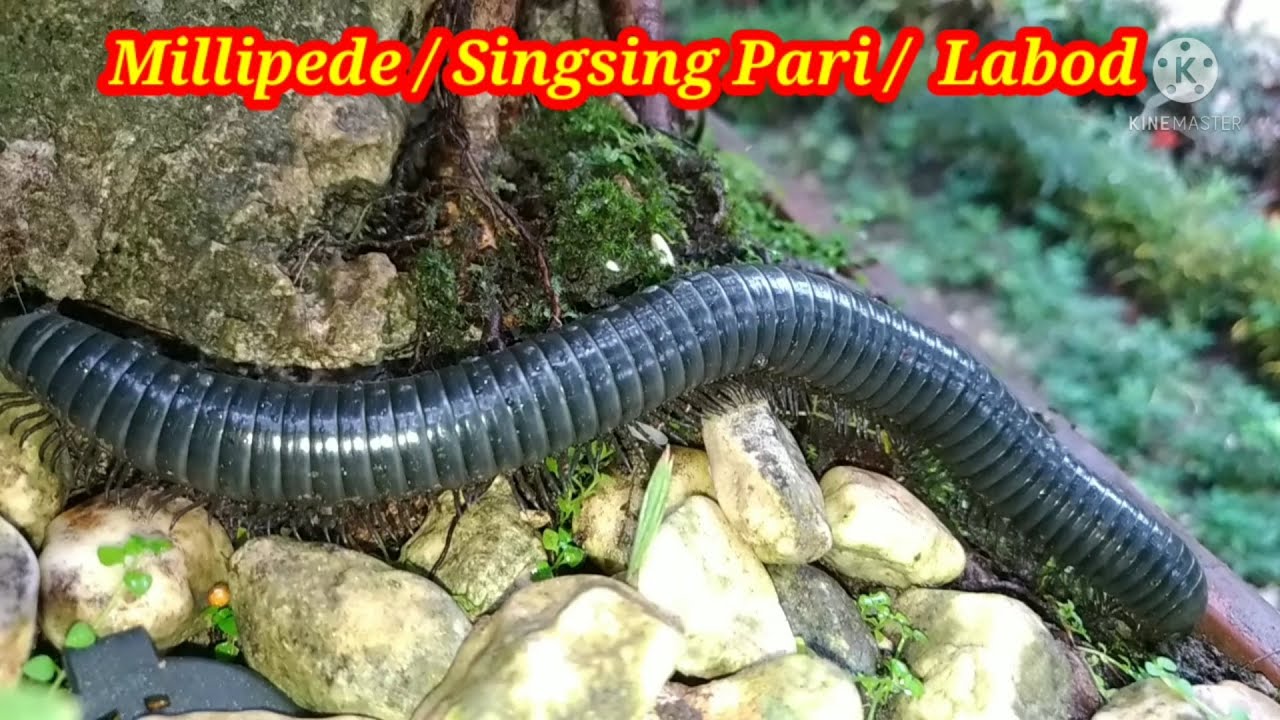 MILLIPEDE/SINGSING PARI/LABOD @DEXTERSYTC - YouTube