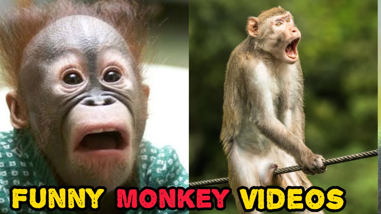 Funny monkey videos Compilation 2024😂 | The ultimate comedy ...