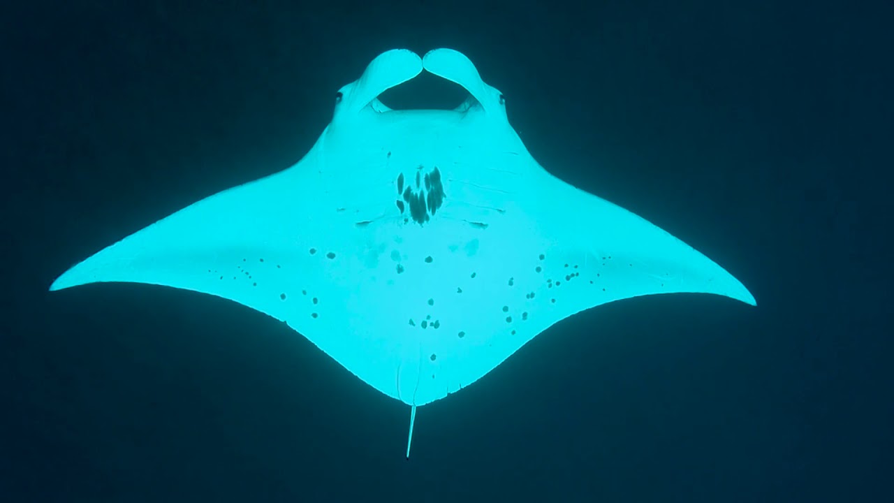 Young female manta ray "Tala" - YouTube
